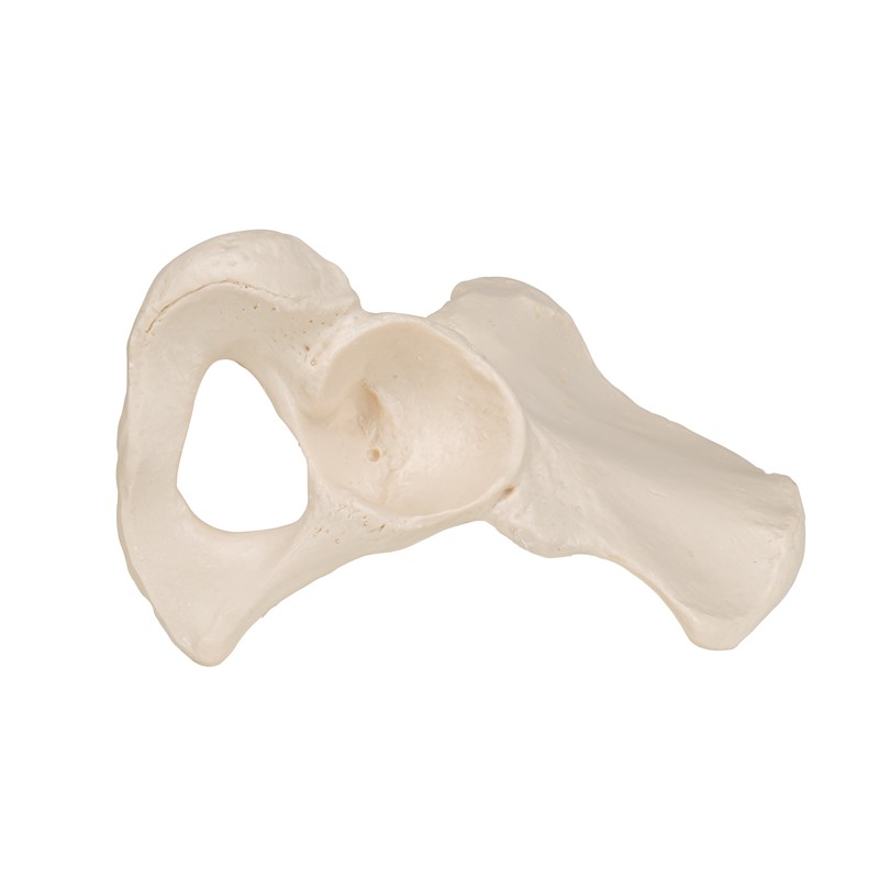 3B Scientific Life-Size Hip Bone Model | Health and Care